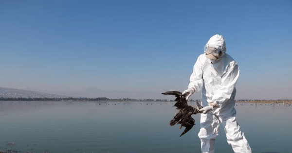 Chim hoang dã chết hàng loạt ở Mexico có thể do ảnh hưởng của El Nino