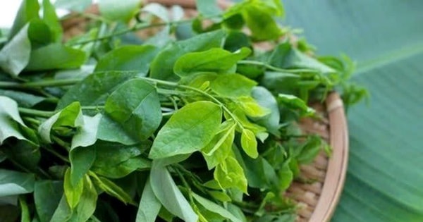 Từ rau thành thuốc – 5 loại rau quen thuộc giúp dưỡng tạng, thanh nhiệt