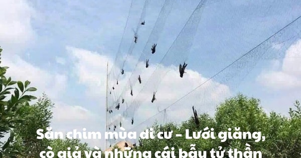 Kỳ 1: Săn chim mùa di cư – Lưới giăng, cò giả và những cái bẫy tử thần