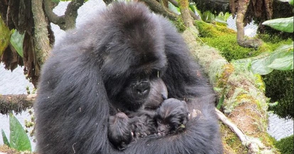 Congo: Công viên Virunga ghi nhận sự ra đời của cặp song sinh khỉ đột ...